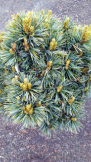 Pinus koraiensis ‘Blue Ball’ - Hickory Hollow Nursery and Garden Center
