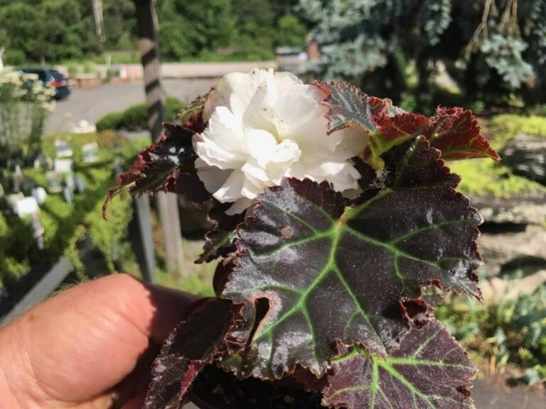 Begonia ‘Nonstop White’ (Tuberous begonia) - Hickory Hollow Nursery and ...