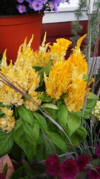 Celosia plumosa ‘First Flame Yellow’ (Cockscomb) - Hickory Hollow ...