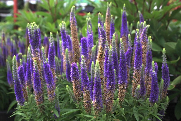 Veronica spicata ‘Royal Candles’ (Speedwell) - Hickory Hollow Nursery ...