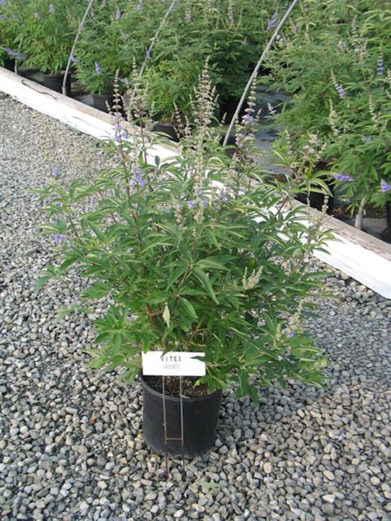 Vitex agnus-castus - Hickory Hollow Nursery and Garden Center