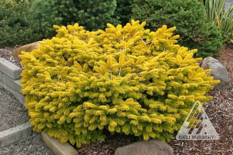 Abies nordmanniana ‘Golden Spreader’ - Hickory Hollow Nursery and ...