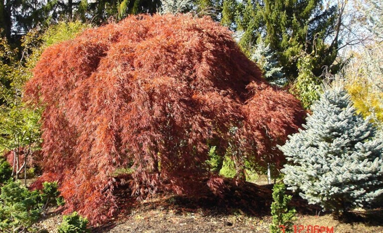 Acer palmatum dissectum ‘Ever Red’ - Hickory Hollow Nursery and Garden ...
