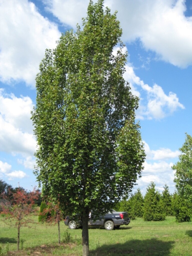Acer rubrum ‘Armstrong’ - Hickory Hollow Nursery and Garden Center
