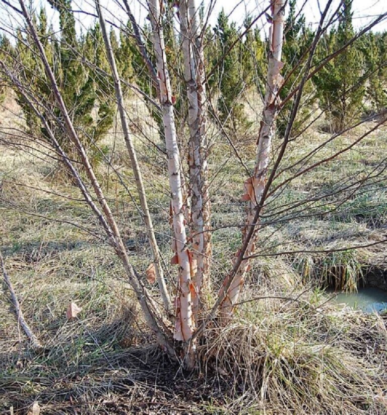 Betula nigra ‘Heritage’ – Clump – Trunk - Hickory Hollow Nursery and ...