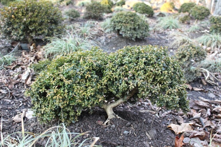 Dwarf Trees - Hickory Hollow Nursery and Garden Center