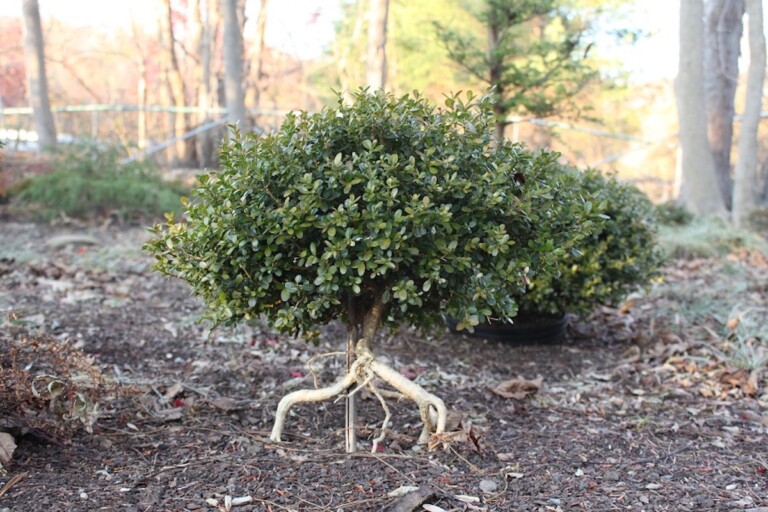 Buxus microphylla var. japonica ‘Morris Midget’ - Hickory Hollow ...