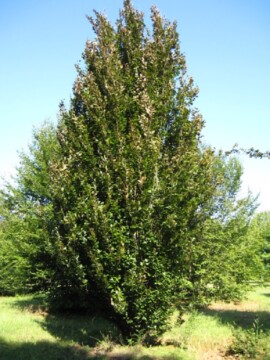 Fagus sylvatica ‘Fastigiata’ - Hickory Hollow Nursery and Garden Center