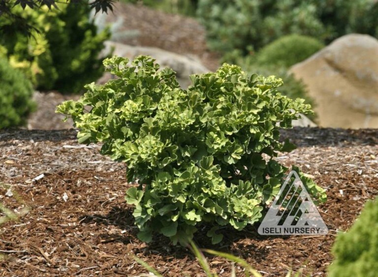 Ginkgo biloba ‘Mariken’ - Hickory Hollow Nursery and Garden Center