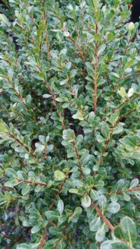 Ilex crenata ‘Helleri’ (Japanese Holly) - Hickory Hollow Nursery and ...