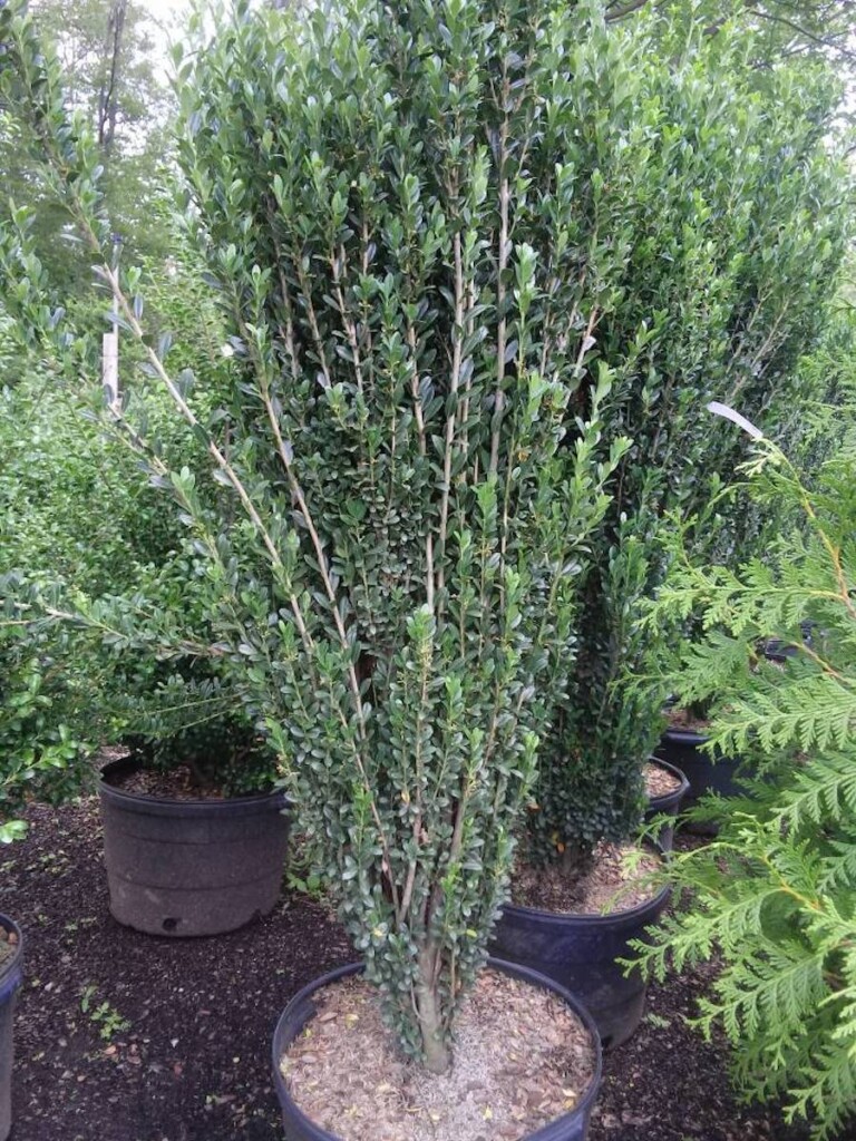 Ilex crenata ‘Sky Pencil’ (Japanese Holly) - Hickory Hollow Nursery and ...