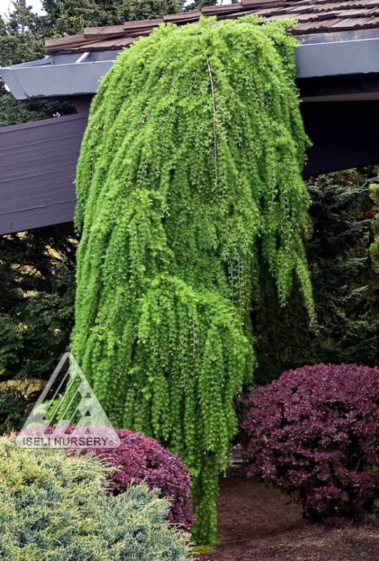 Larix decidua ‘Pendula’ - Hickory Hollow Nursery and Garden Center