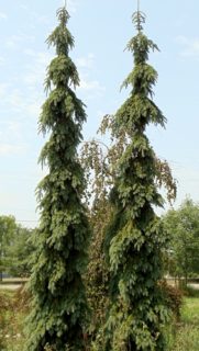Picea glauca ‘Pendula’ - Hickory Hollow Nursery and Garden Center