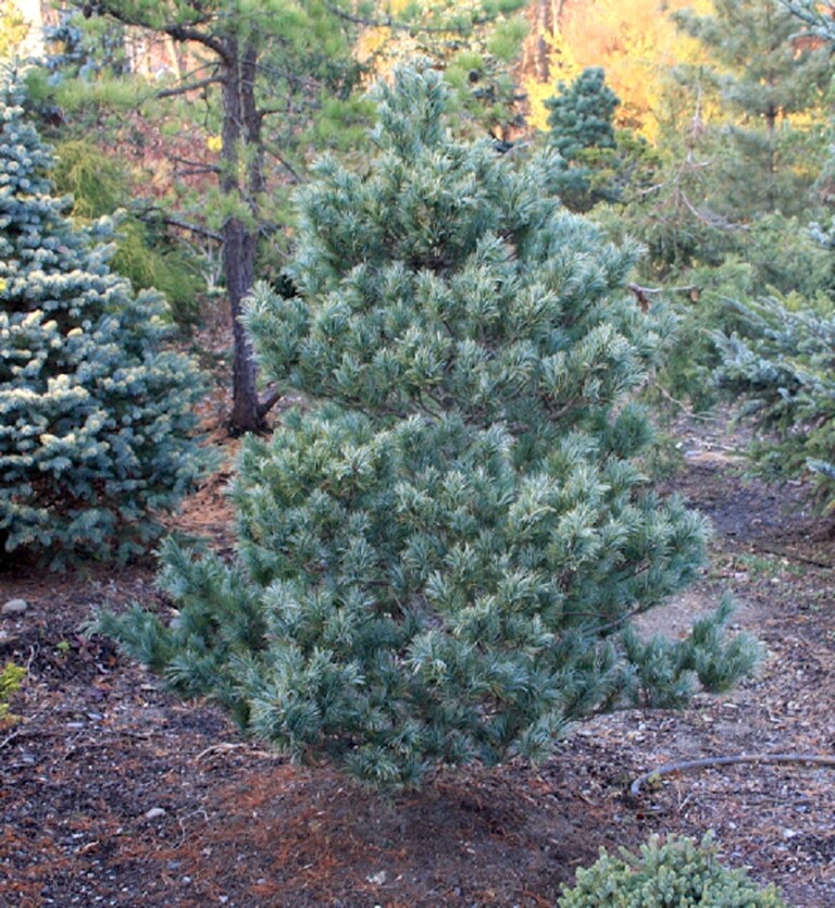 Pinus parviflora ‘Bergman’s’ - Hickory Hollow Nursery and Garden Center