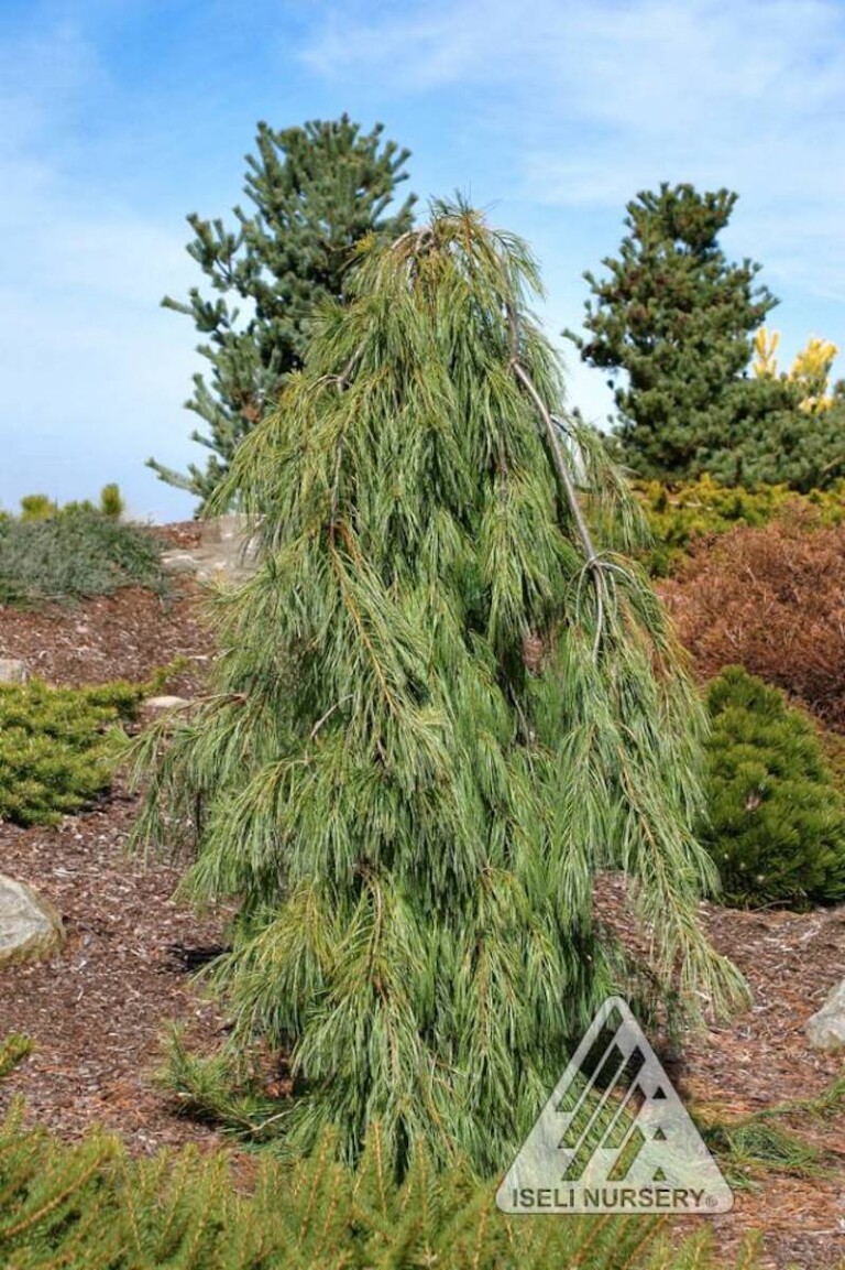 Pinus strobus ‘Angel’s Falls’ - Hickory Hollow Nursery and Garden Center