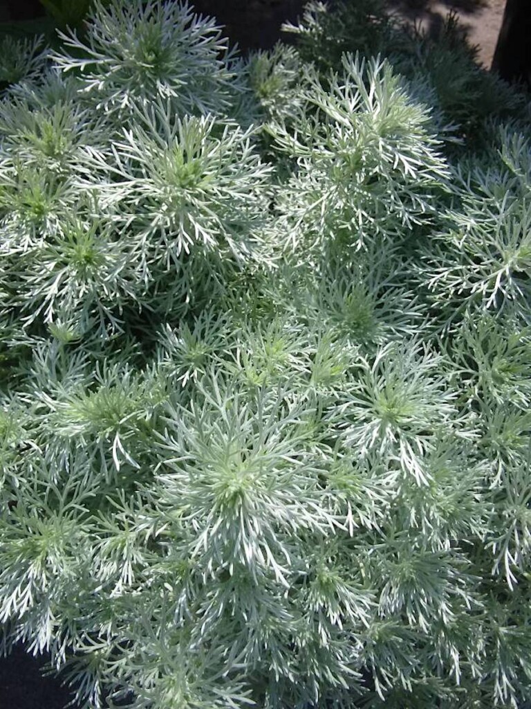Artemisia schmidtiana ‘Silver Mound’ - Hickory Hollow Nursery and ...